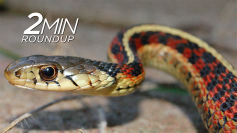 Snake Orgies Rediscovered Dogs And The Hunt For A Long Extinct Echidna