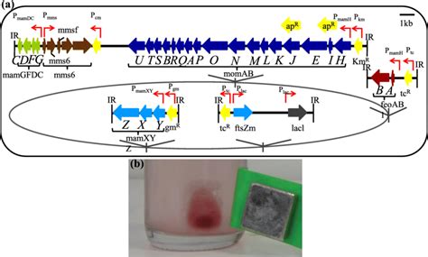 A Schematic Presentation Of Molecular Arrangement Of Gene Cassettes