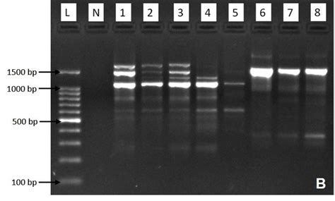 Rapd Pcr Profiles Of C Auriculata And C Surattensis For Primer Op F03