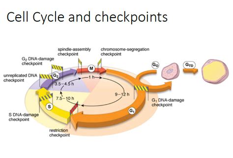 Cell Cycle And Checkpoints In Progress Diagram Quizlet