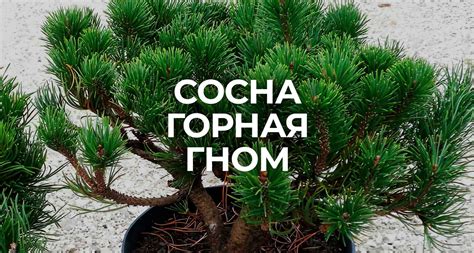 Сосна горная Гном - купить из питомника в СПб, по цене от 7000 р.
