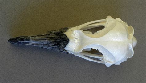 Spheniscus Demersus Jackass Penguin Skullsite