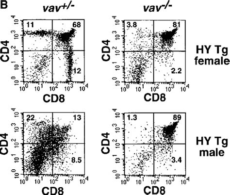 Impairment Of Positive And Negative Thymocyte Selection In Vav Mice