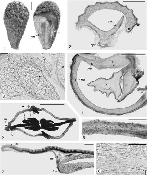 Pericarp Structure Of The Caryopteris Group Lamiaceae Subfam