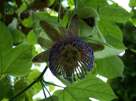 Plantfiles Pictures Passiflora Species Passion Flower Passion Vine