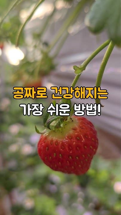 공짜로 건강해지는 가장 쉬운 방법 Youtube