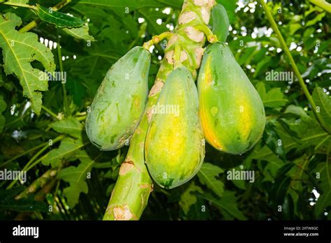 Ripe Papayas On A Thriving Palm Tree Collection Of Tropical Produce