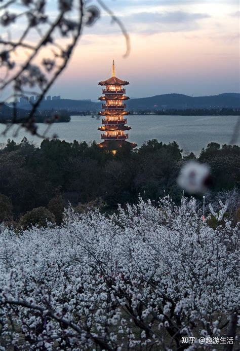 郁金香、樱花、油菜花3月徐州赏花地图来啦！错过等一年！ 知乎