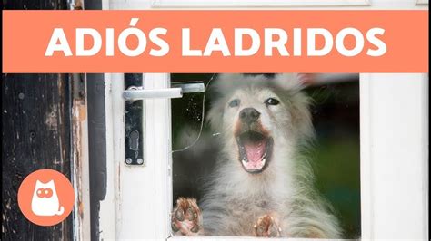 Como Hacer Que El Perro Deje De Ladrar En La Puerta