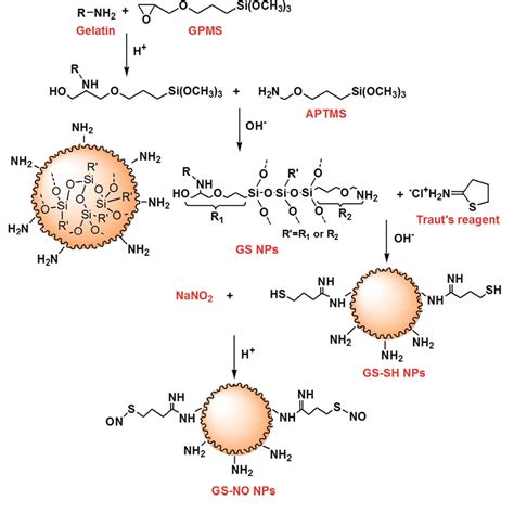 Figure 1 From Gelatin Siloxane Nanoparticles To Deliver Nitric Oxide