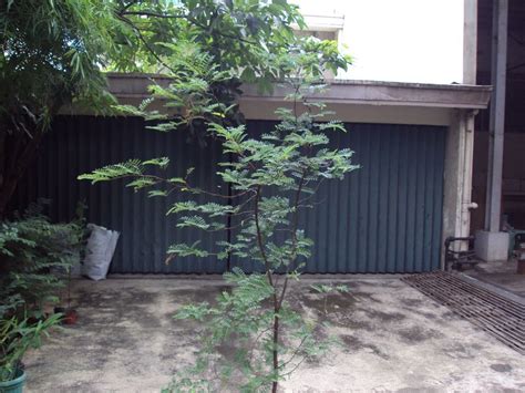 Tamarind Sampalok Plant On Carousell