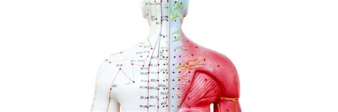 Acupuncture Vs Traditional Chinese Medicine Tcm