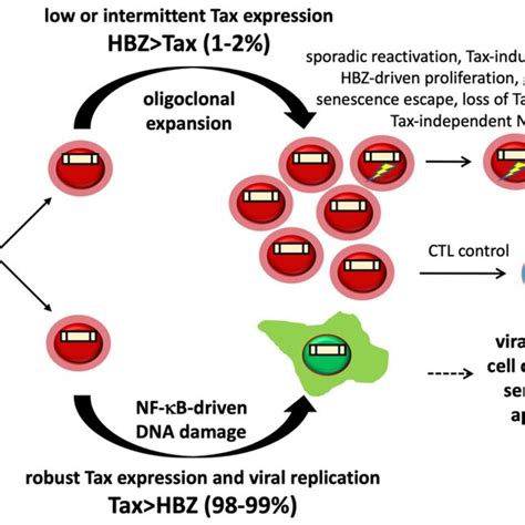 Htlv 1 And Atl Development Htlv 1 Infection Is Cell Mediated And Leads