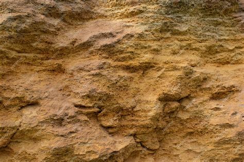 Premium Photo | Shell rock texture the spongy surface structure of ...