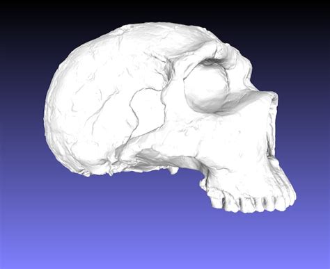 Homo Neanderthalensis Neanderthal Ancient Hominid Skull Museum