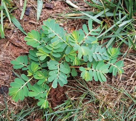 Ultimate Weed Identification Guide With Pictures And Recommendations On