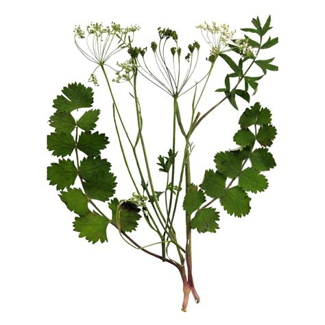 Бедренец камнеломка (Pimpinella saxifraga L.) - лекарственное, чайное ...