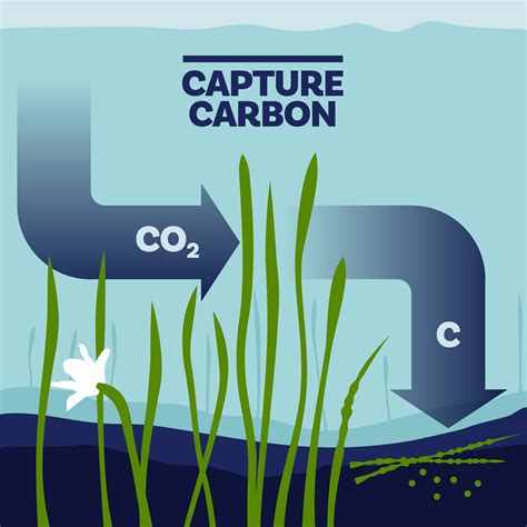 Seagrass Meadows Stronger Shores