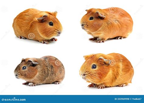 Two Guinea Pigs In The Forest By A Cabin And Green Trees Royalty Free