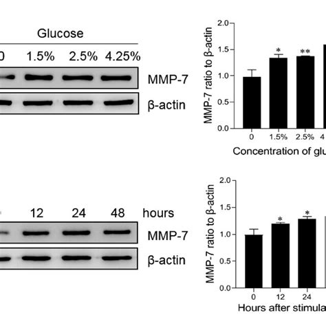 High Glucose Induced The Expression Of Mmp‐7 In Peritoneal Mesothelial
