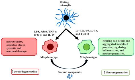 Microglial Cells