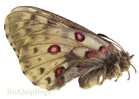 Parnassius Epaphus Bioquipbugs