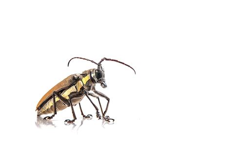 나무 구멍 뚫는 Batocera Rufomaculata 흰색 배경에 고립 프리미엄 사진