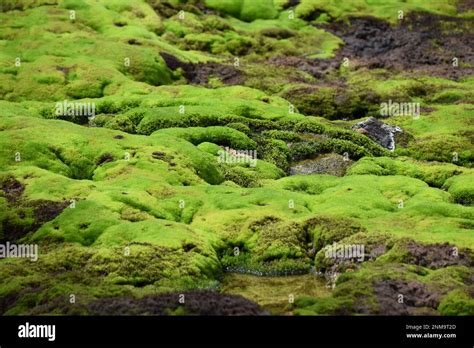 Jungermannia Vulcanicola Are Pictured At Chatsubomigoke Koen Park In Nakanojo Town Gunma