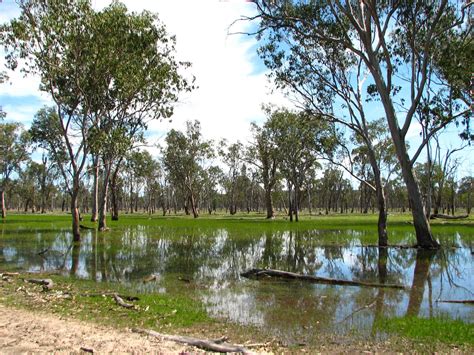 Biodiversity Offset Planning Queensland Boobook