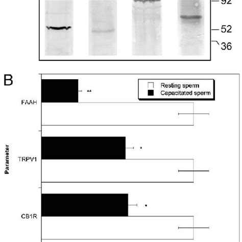 Expression Of Cb1 Cb2 And Trpv1 Receptors And Faah In Sperm Cells Download Scientific
