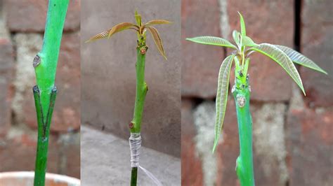 Veneer Grafting వెనీర్ గ్రాఫ్టింగ్ ద్వారా మామిడి ప్రవర్థనం ఎలా