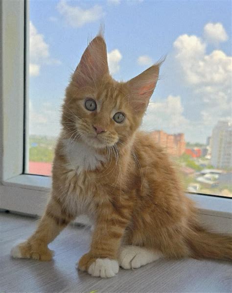 Available Kittens Queen City Maine Coons