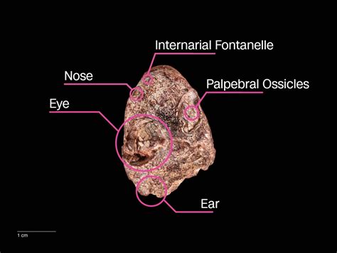 Kermitops Newly Identified Fossil Named For Kermit The Frog Could Help