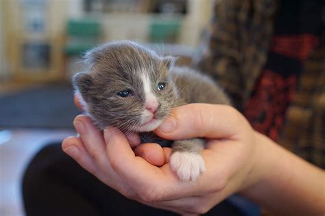 Local Resources Island Cat Resources And Adoption