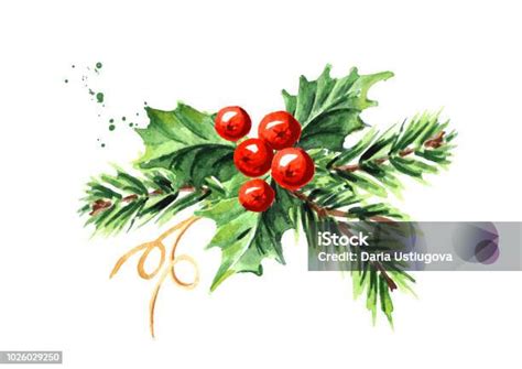크리스마스와 새 해 장식 홀리 베리와 전나무 지점 구성 심볼 흰색 배경에 고립 수채화 손으로 그린 그림 수채화에 대한 스톡 벡터 아트 및 기타 이미지 Istock