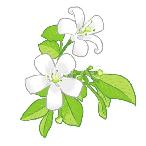 ジャスミンの花イラスト No 24927866｜無料イラスト・フリー素材なら「イラストac」