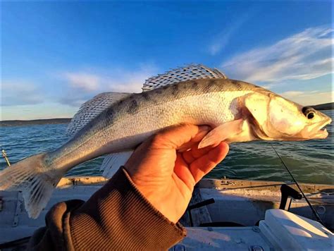 Zákonyi Botond Parti Szél Című Könyve Káprázatos Világba Visz Librarius Hu