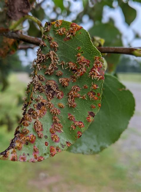 Pear Tree Identification By Leaf