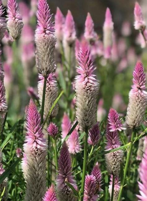 Celosia Picturethis