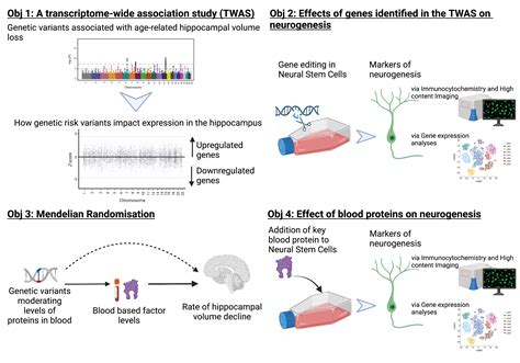 Hippocampal Ageing And Cognitive Decline From Genetic Associations To