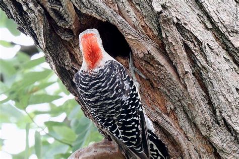 Red Bellied Woodpecker Nest Urban Hawks