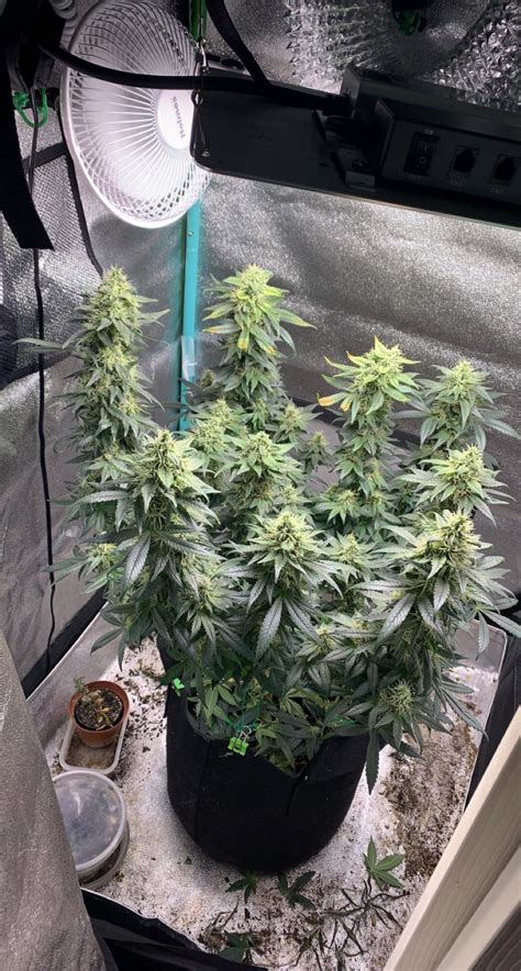 Whats The Safest Insecticide Root Drench To Use During Flower For Fungus Gnats I Ordered A