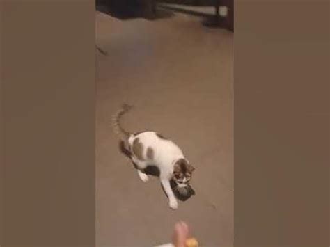 Crazy Catplaying With Object Youtube