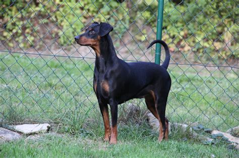 Der Pinscher - Herzlich Willkommen bei den Deutschen Pinschern vom ...