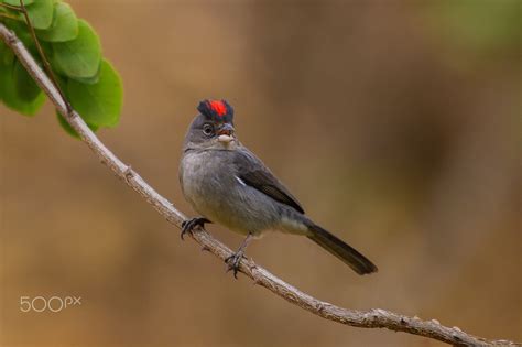 Fondos de pantalla aves Animales naturaleza fotografía rama