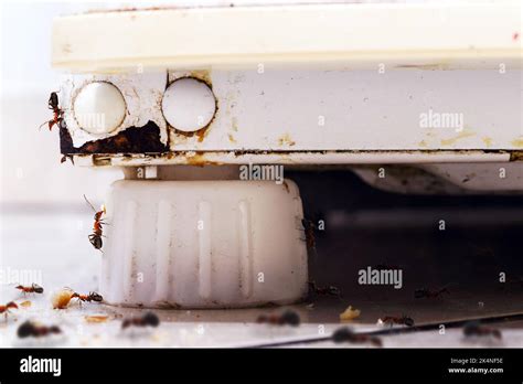 Dirty Kitchen Floor Full Of Ants Insect Pest Inside The House Need