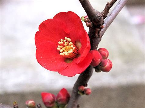 Weblog