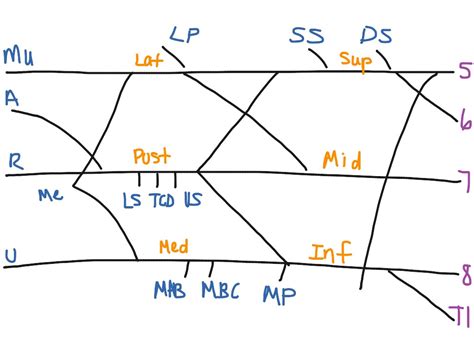 Brachial Plexus Science Health Showme