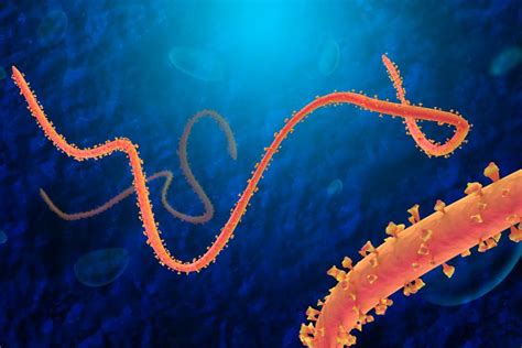 Mengenal Sejarah Virus Ebola Dan Asal Usulnya