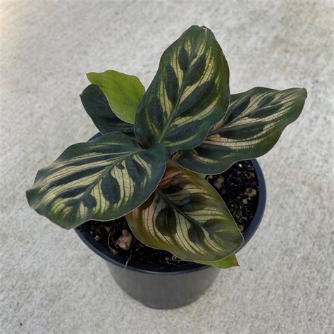 Calathea Makoyana Peacock Prayer Plant 45 Pot Little Prince To Go